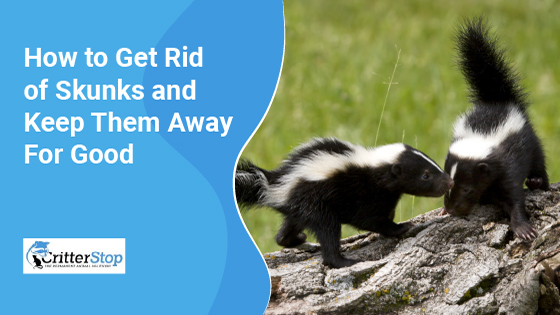How to Get Rid of Skunks & Keep Away | Critter Stop | Critter Stop